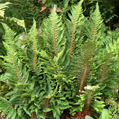 Doodia media | Common Rasp Fern – Gardeners Dream
