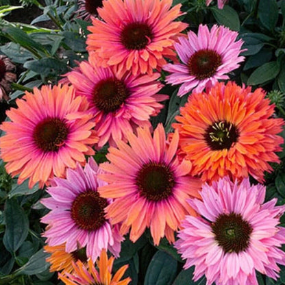 Echinacea 'SunSeekers Rainbow' | Coneflower – Gardeners Dream