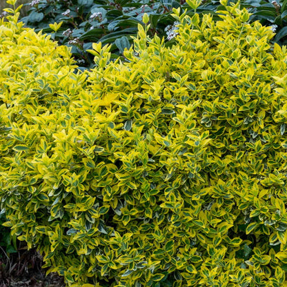 Euonymus 'Emerald n Gold' Patio Tree | Fortune's Spindle Tree ...