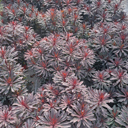 Euphorbia 'Miner's Merlot' | Spurge – Gardeners Dream