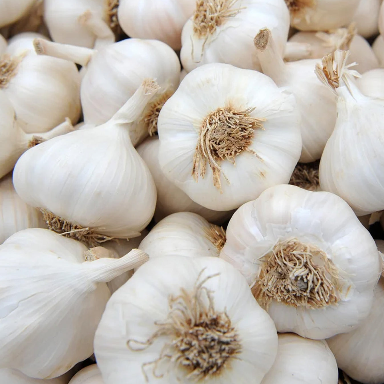 Garcua Garlic Allium Bulbs - Grow Your Own Vegetables – Gardeners Dream