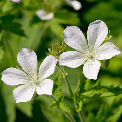 Geranium 'Album' | Cranesbill – Gardeners Dream