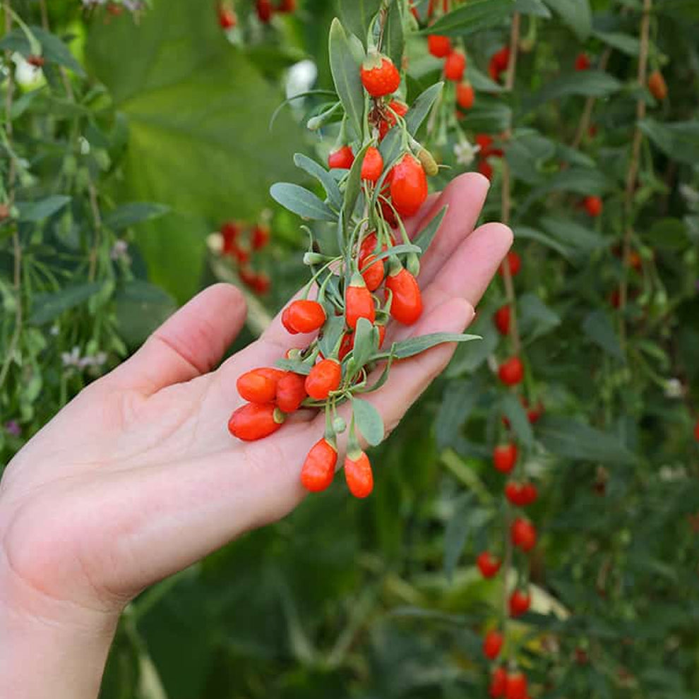 Gojiberry Lycium barbarum 'Little Goji' | Gojiberry – Gardeners Dream