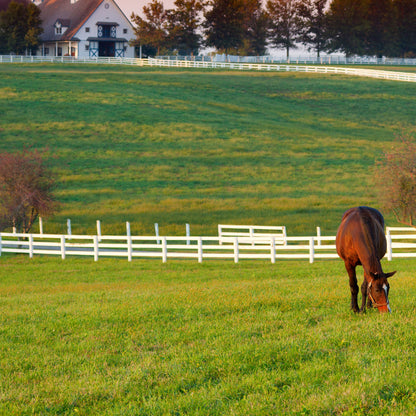 Horse Paddock Grass Seed | Lawn Care | Free UK Delivery Over £50 ...