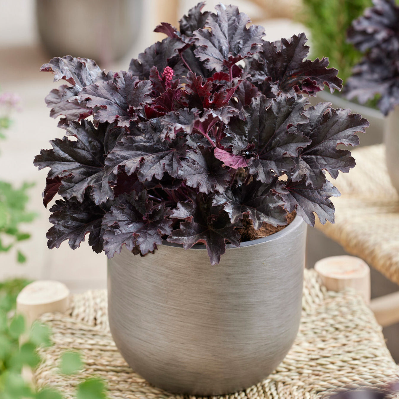 Heuchera 'Timeless Night' | Coral Bells – Gardeners Dream