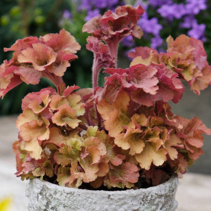 Heuchera 'Frilly' | Coral Bells – Gardeners Dream