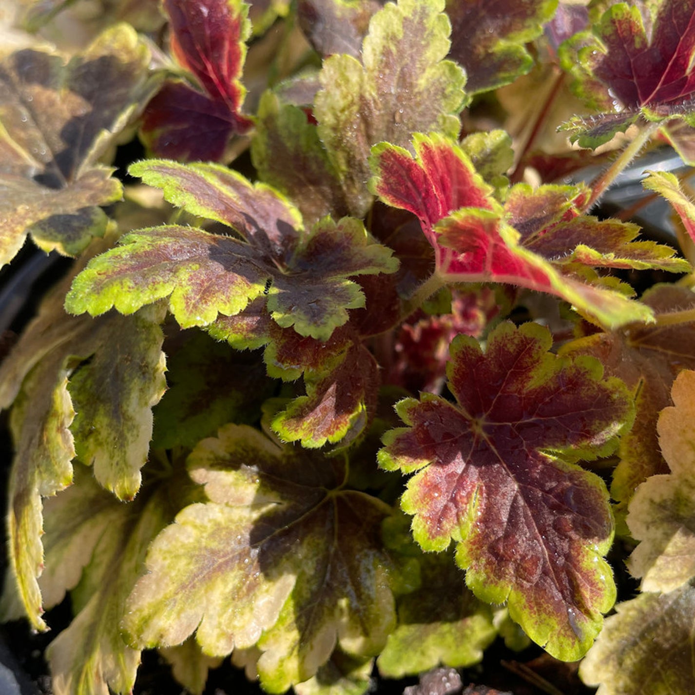 Heuchera 'Gold Zebra' | Outdoor Plants – Gardeners Dream