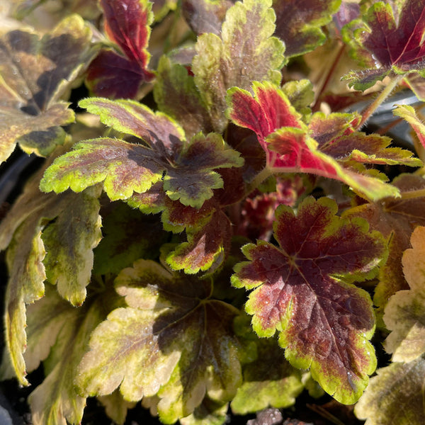 Heuchera 'Gold Zebra' | Outdoor Plants – Gardeners Dream