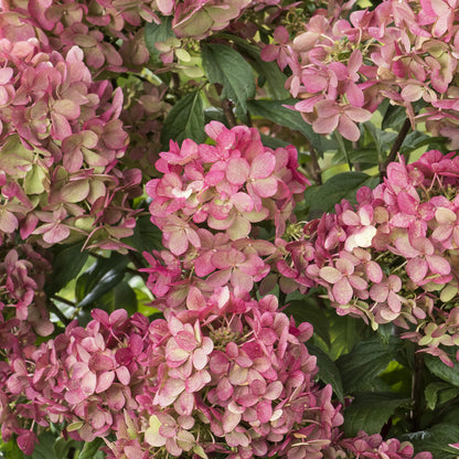 Hydrangea 'Petite Star' | Free UK Delivery Over £50 – Gardeners Dream