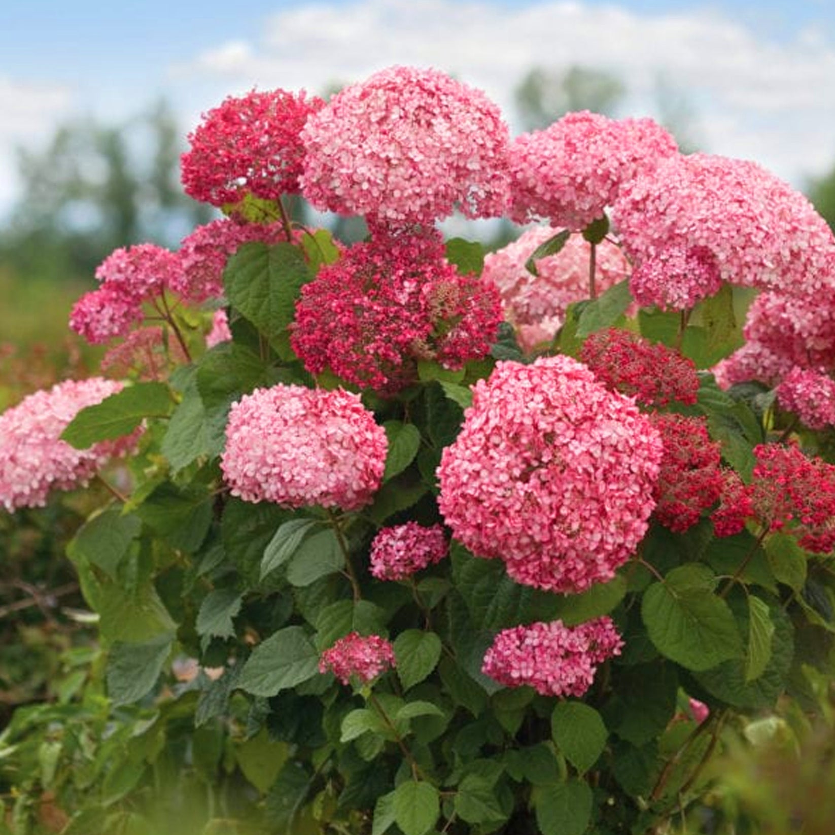 Hydrangea 'Pink Annabelle' | Free UK Delivery Orders Over £50 ...