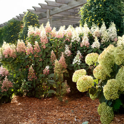 Hydrangea paniculata 'Pinky Winky' | Panicle Hydrangea – Gardeners Dream