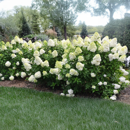 Hydrangea 'Limelight' | Panicle Hydrangea – Gardeners Dream