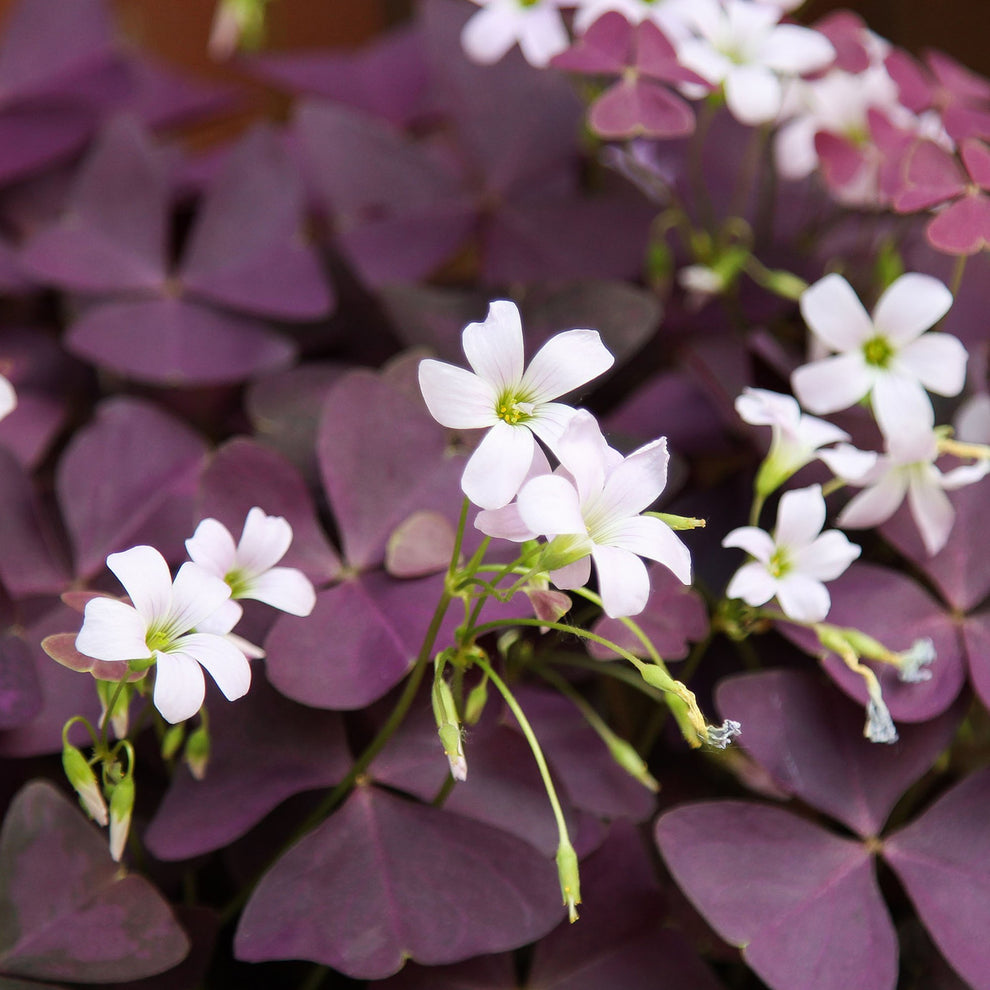 Easy Care Vibrant House Plant Bundle | Indoor Plants – Gardeners Dream