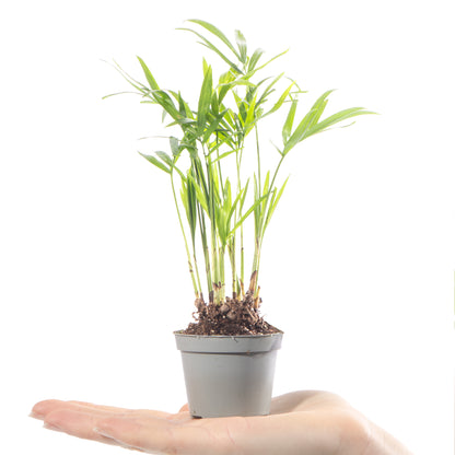 Fur Friendly House Plant Bundle | Indoor Plants – Gardeners Dream
