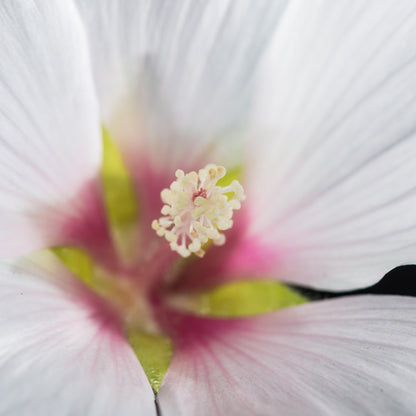 Lavatera 'Silver Barnsley' | Tree Mallow – Gardeners Dream
