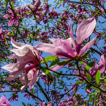 Magnolia 'Susan' | Purple Tulip Tree – Gardeners Dream