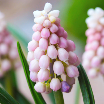 Muscari 'Pink Sunrise' | Grape Hyacinth – Gardeners Dream