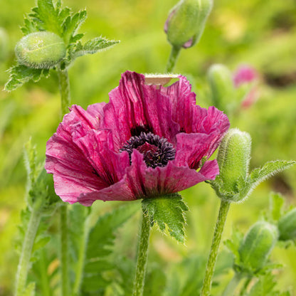 Papaver 'Bolero' | Oriental Poppy – Gardeners Dream