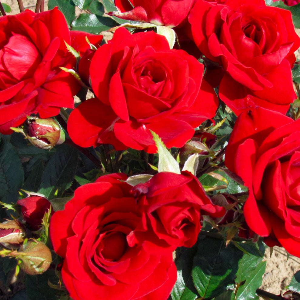 Rosa 'Ruby Romance' | Patio Rose – Gardeners Dream