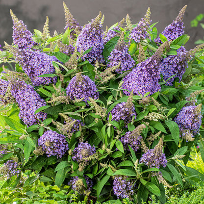 Buddleia 'Lila Sweetheat' Patio Tree | Butterfly Bush – Gardeners Dream