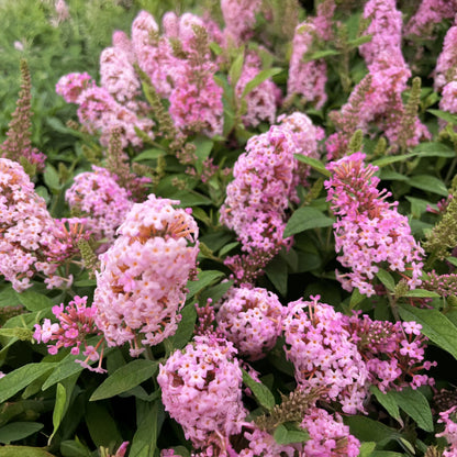 Buddleia 'Little Pink' Patio Tree | Butterfly Bush – Gardeners Dream