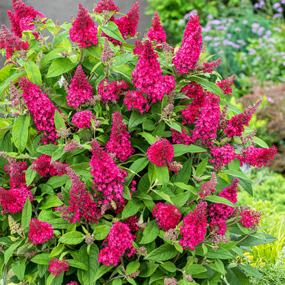 Buddleia 'Little Ruby' Patio Tree | Butterfly Bush – Gardeners Dream