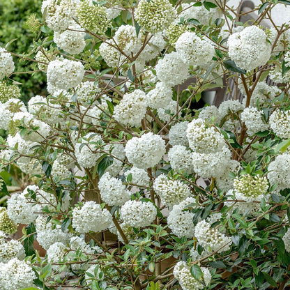 Viburnum 'Eskimo' Patio Tree | Snowball Bush – Gardeners Dream