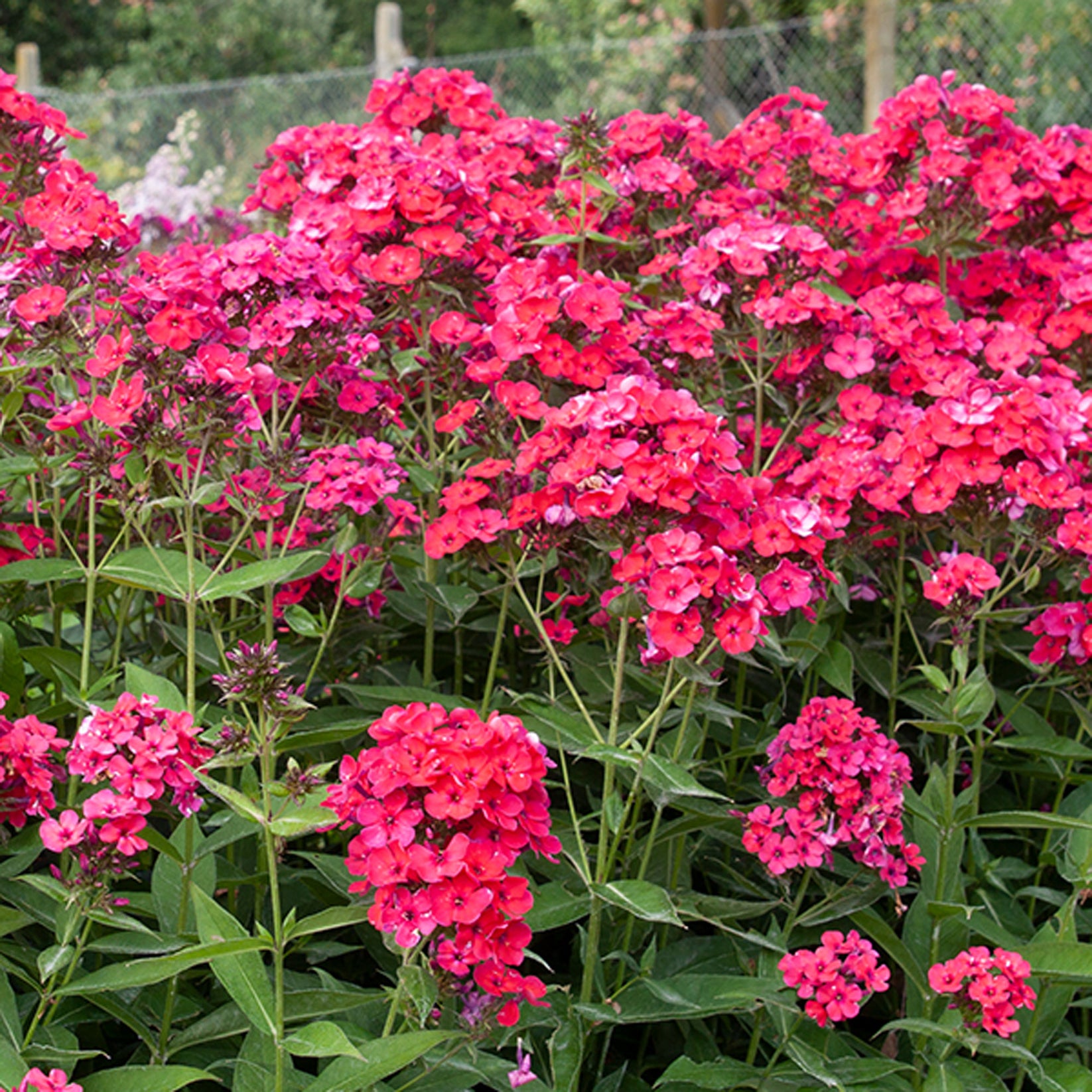 Phlox 'Famous Cerise' | Garden Phlox – Gardeners Dream