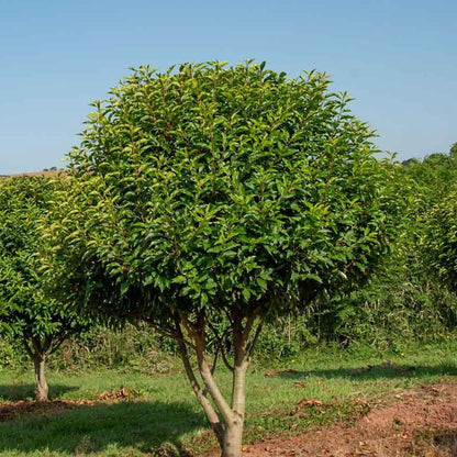 Prunus angustifolia Patio Tree | Chickasaw Plum Tree – Gardeners Dream