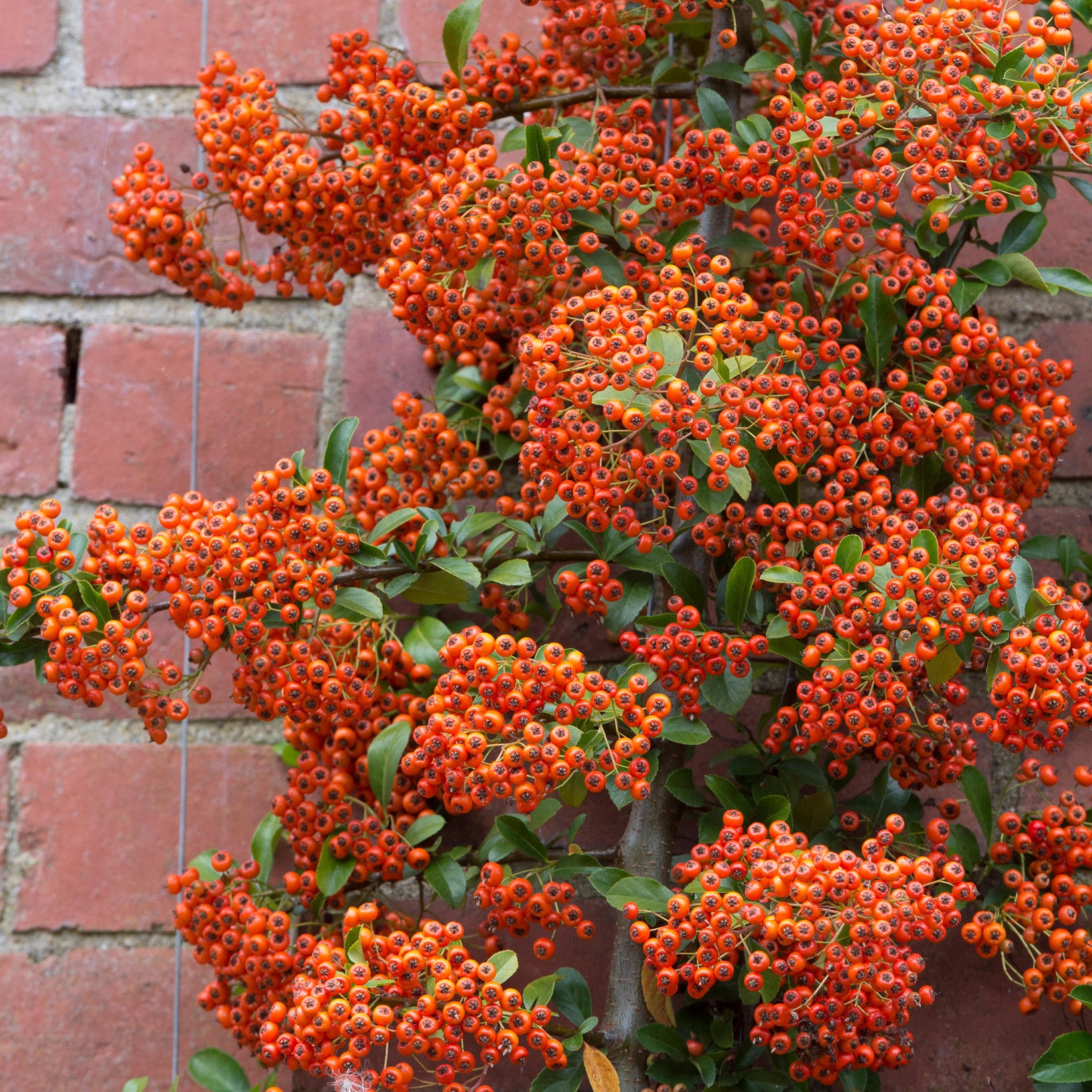 Pyracantha 'Saphyr Orange' | Firethorn Shrub Garden Plant – Gardeners Dream