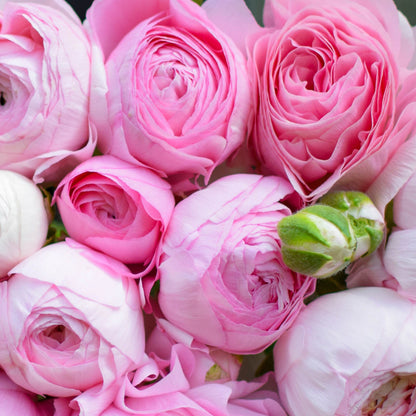 Ranunculus 'Pink' | Ranunculus Corms – Gardeners Dream