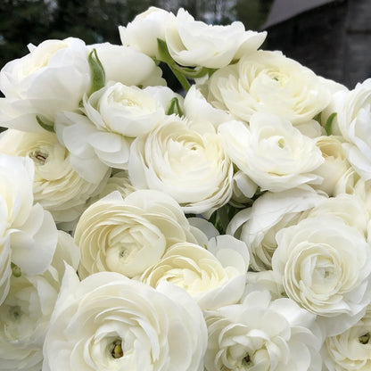 Ranunculus 'White' | Ranunculus Corms – Gardeners Dream