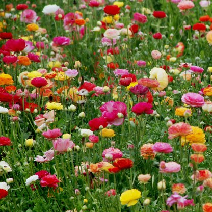 Ranunculus 'Mixed', Ranunculus | Free UK Delivery over £50 – Gardeners ...