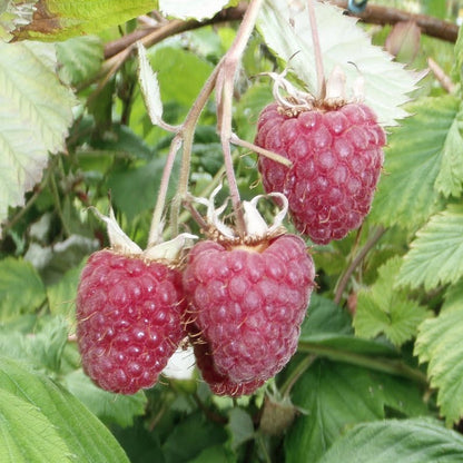 Raspberry 'Autumn Belle' | Raspberry – Gardeners Dream
