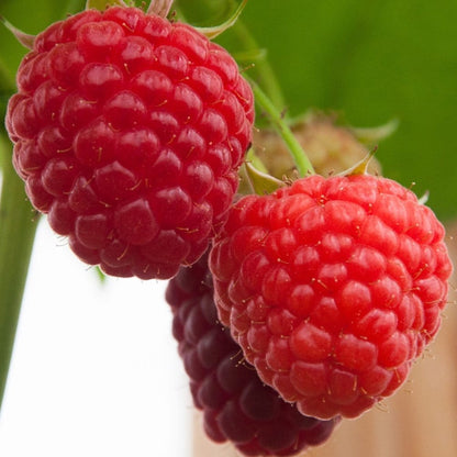 Raspberry 'Cascade Delight' | Raspberry – Gardeners Dream