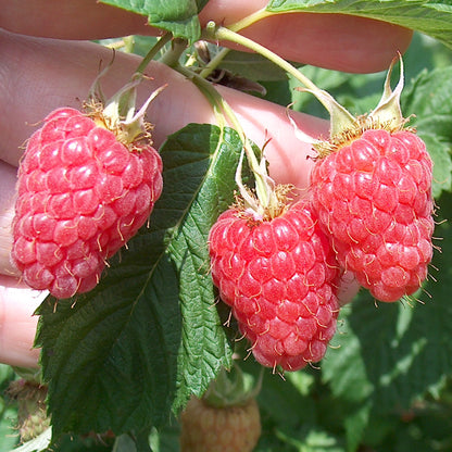 Raspberry 'Malling Promise' | Raspberry – Gardeners Dream