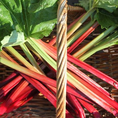 Rhubarb 'Ever Red' | Rhubarb – Gardeners Dream