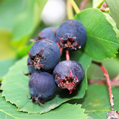 Saskatoon 'Thiesson' | Saskatoon – Gardeners Dream