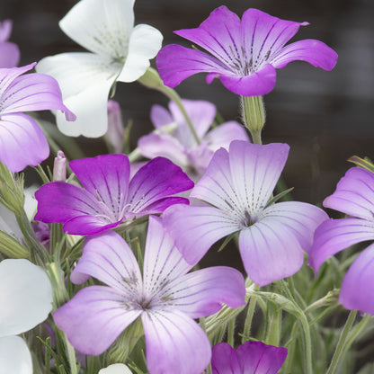 Agrostemma Queen Formula Mix Seeds | Annual Garden Flowers – Gardeners ...
