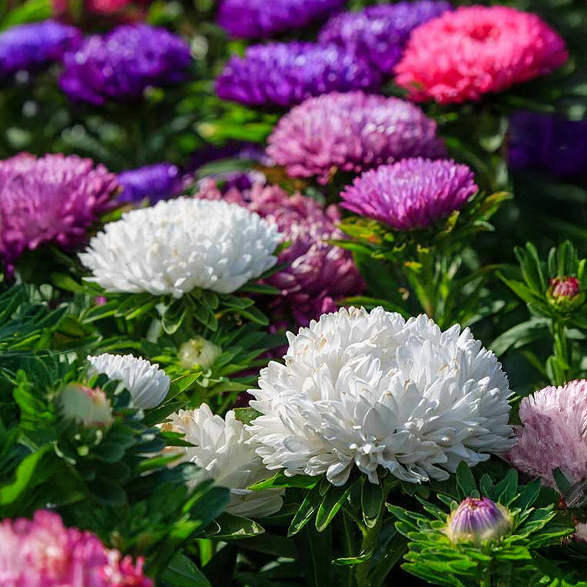 Aster Duchess Mixed Seeds | Summer Annual Garden Flowers – Gardeners Dream