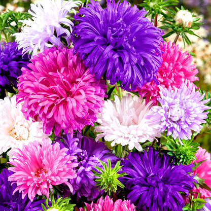 Aster Ostrich Plume Seeds | Summer Annual Garden Flowers – Gardeners Dream