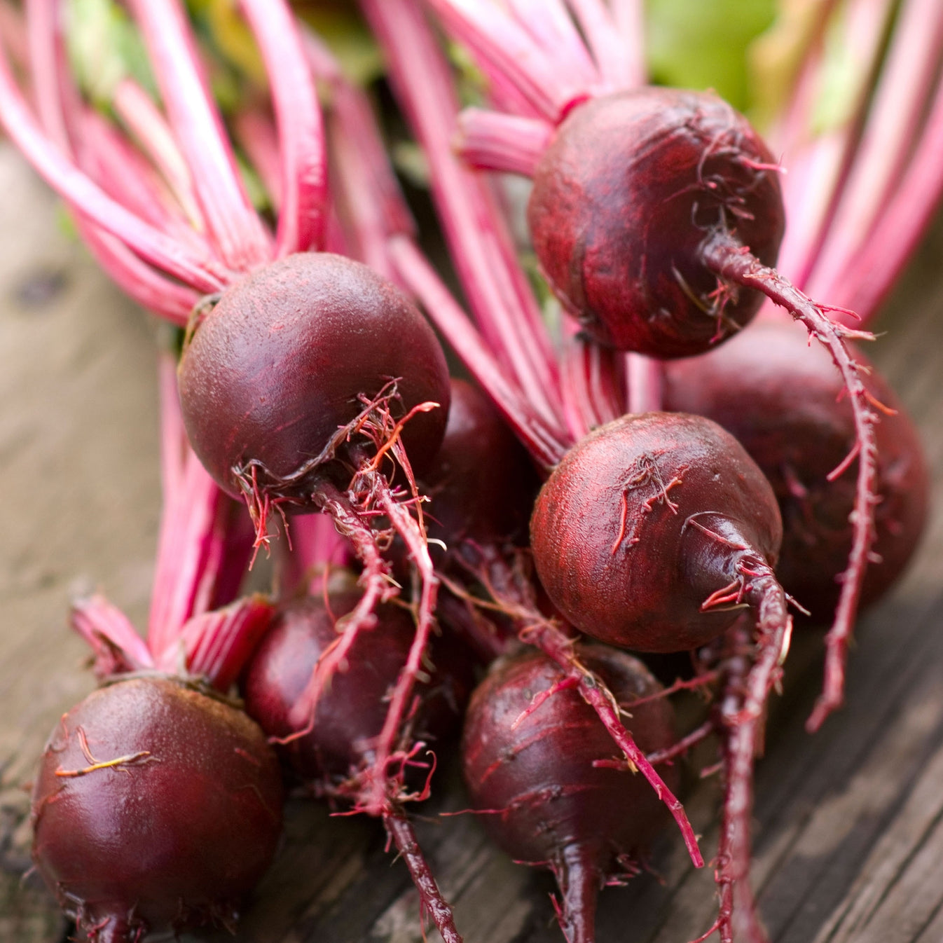 Beetroot Boltardy | Grow Your Own | Free UK Delivery – Gardeners Dream