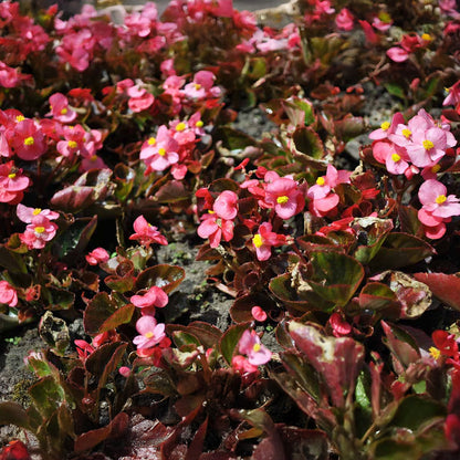 Begonia Sunshine Carpet Seeds | Summer Garden Flowers – Gardeners Dream