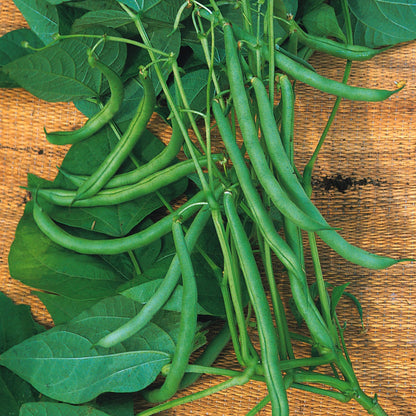 Blue Lake Climbing French Bean Seeds | Free UK Delivery – Gardeners Dream