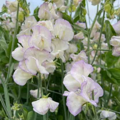 Sweet Pea Seeds | 4 Variety Collection Pack| Free UK Delivery ...