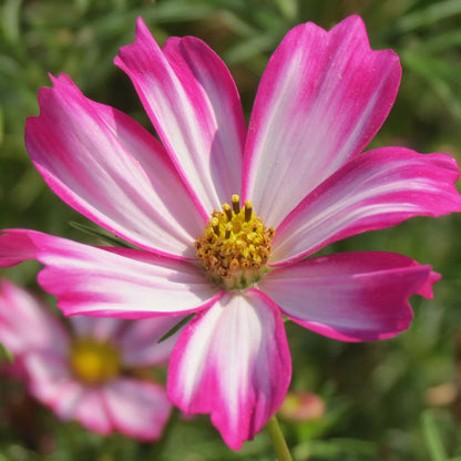 Cosmos Cosimo Red-White Seeds | Flowering Outdoor Plants – Gardeners Dream