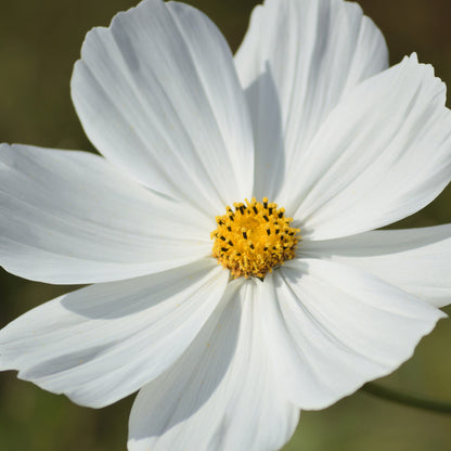 Cosmos Purity Seeds | Outdoor Plants | Free UK Delivery – Gardeners Dream