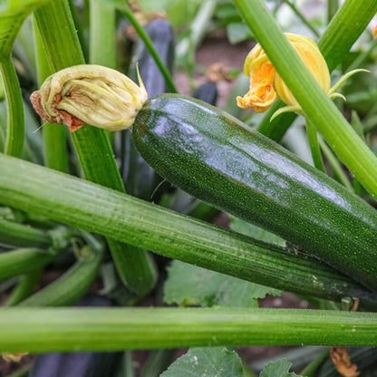 Courgette Defender F1 | Grow Your Own | Free UK Delivery – Gardeners Dream