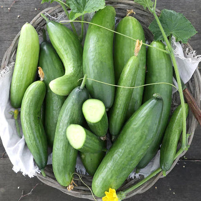 Cucumber La Diva | Grow Your Own | Free UK Delivery – Gardeners Dream