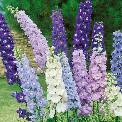 Delphinium Magic Fountains Mix Seeds | Outdoor Plants – Gardeners Dream